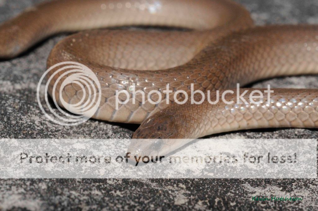 Spring break trip to AR&MO (incredibly long) - Field Herp Forum